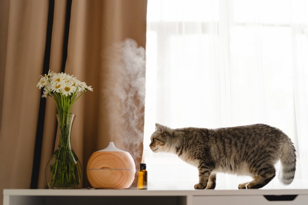 Can You Wear Perfume Around Your Cat? | V Perfumes Blog