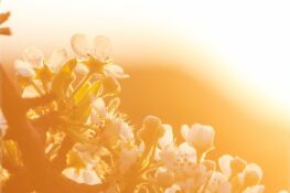 Yara by Lattafa - Which Is the Best? | vBlog